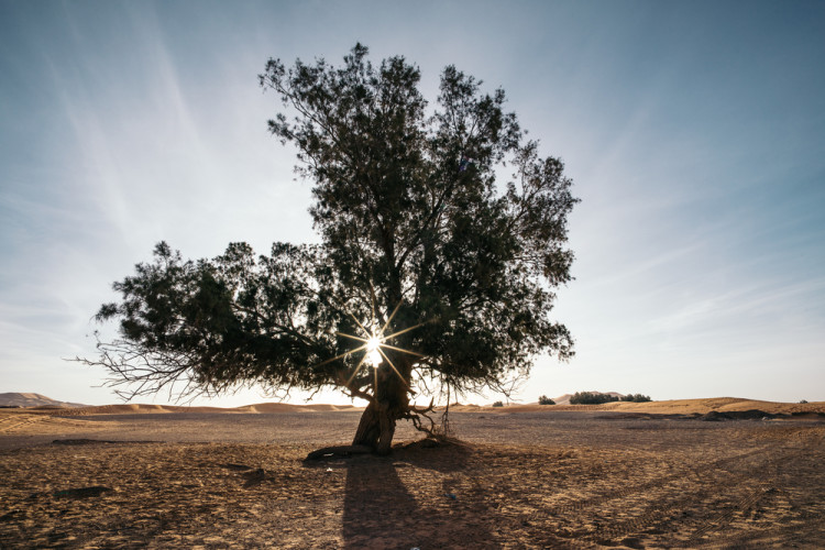 olu olu oilについて | hair trees 溝の口店